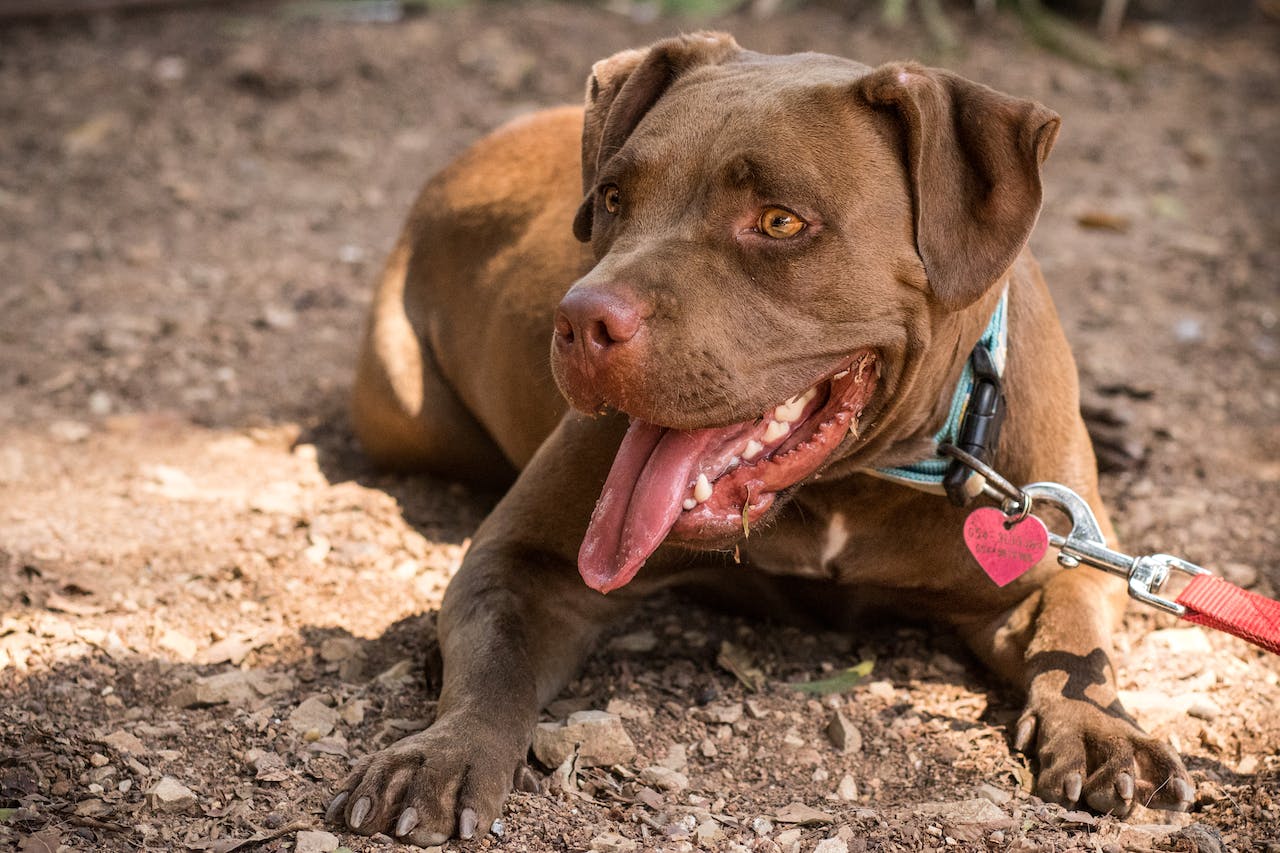 298 Brindle, Unique, and Cool Pitbull Names – Petpem