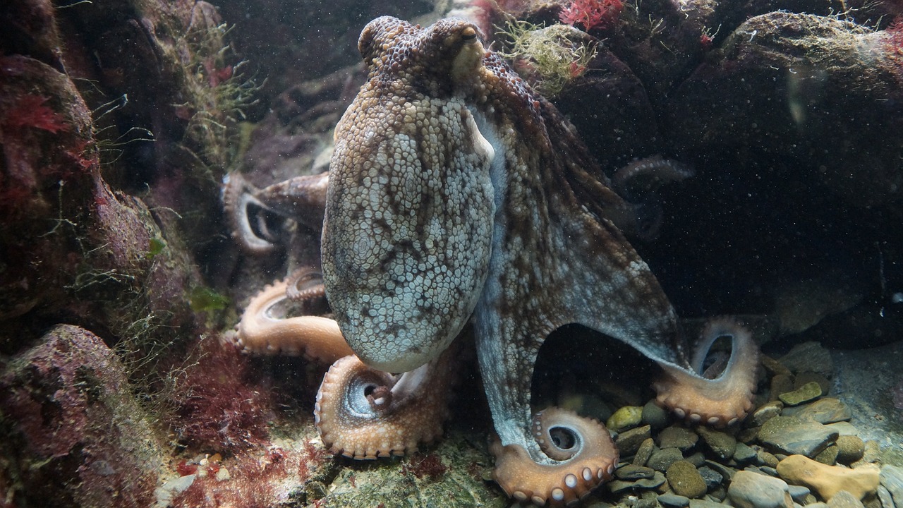 251 Good, Cute, Famous And Funny Octopus Names – Petpem