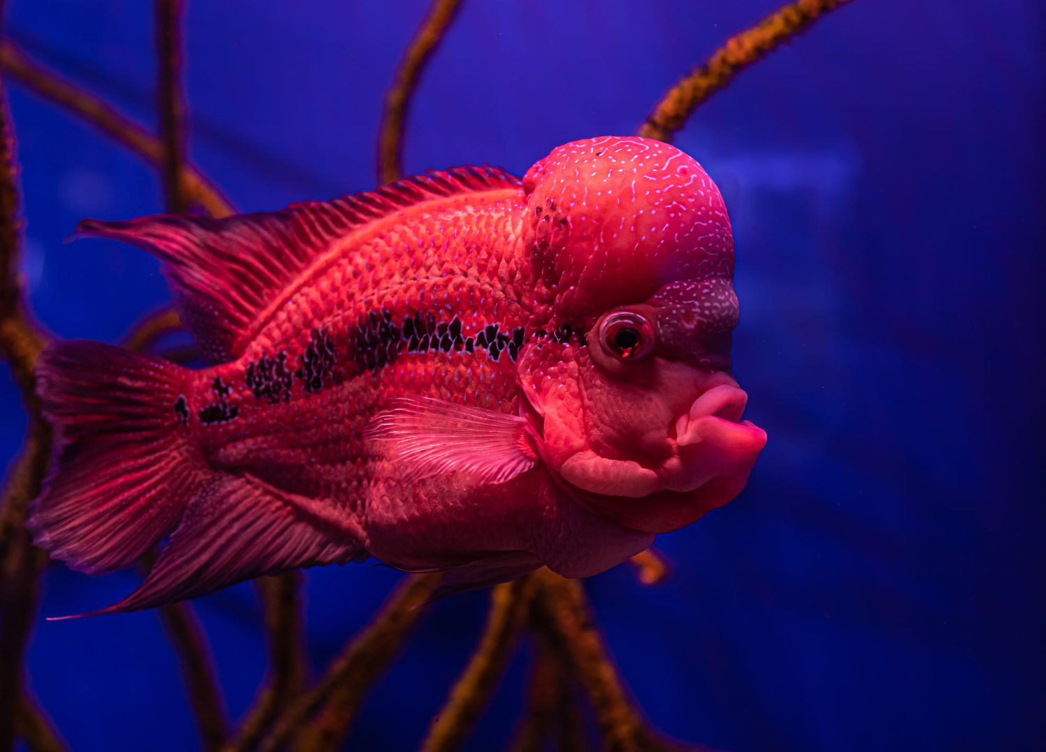Devil Fish Facts – 13 Interesting Facts About Them – Petpem